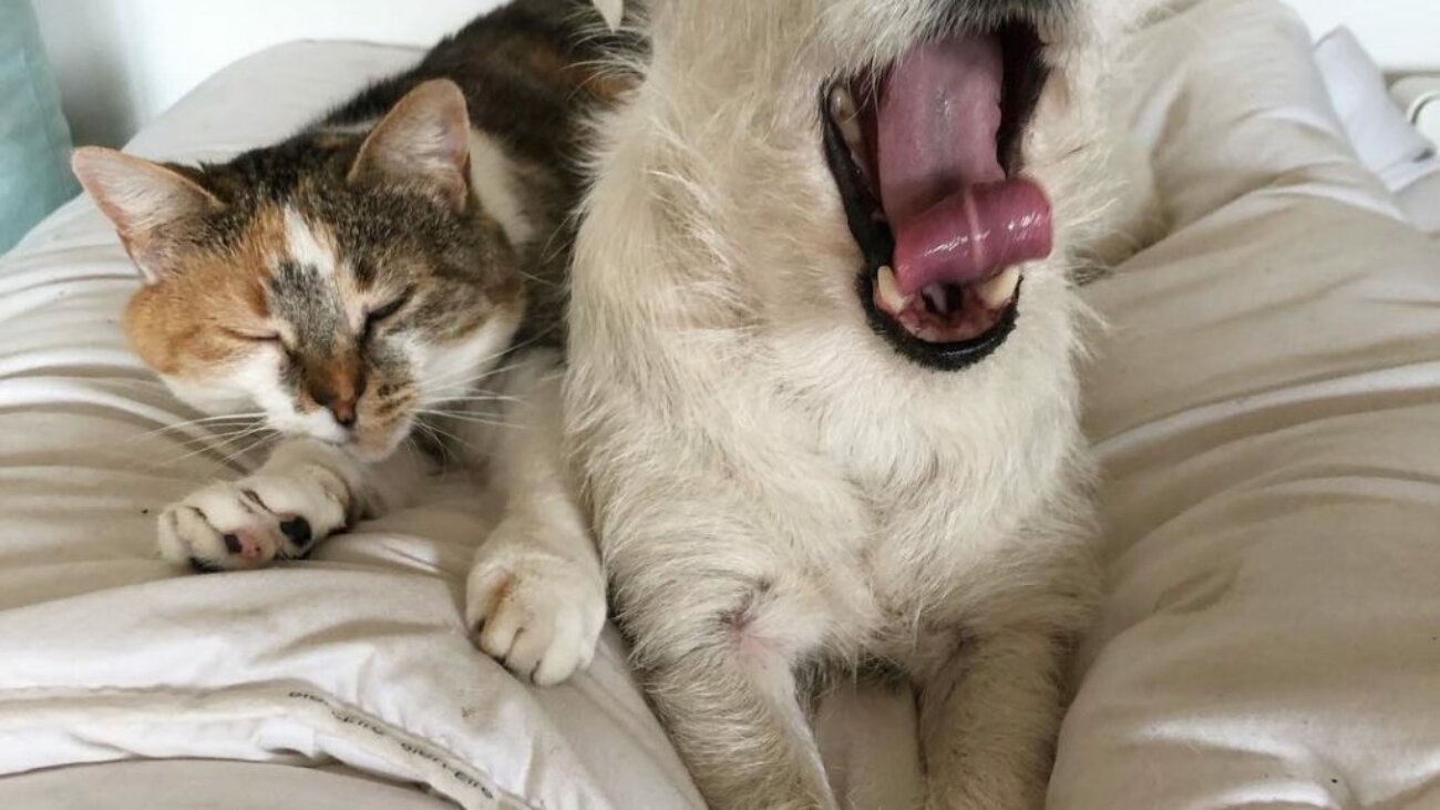 Julien Salaud | Artiste plasticien